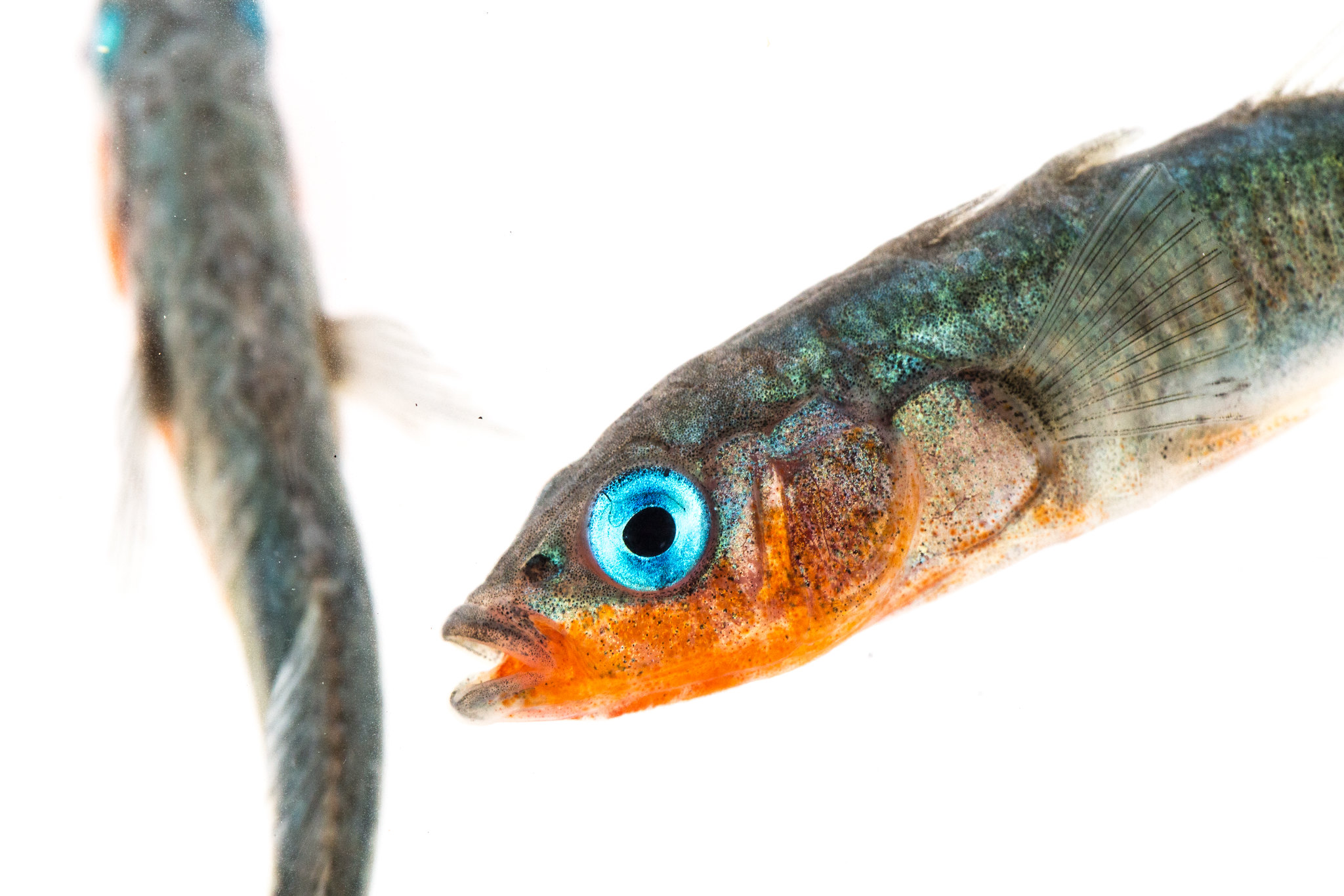 Sticklebacks May Learn from Other Fish (and Teach Their Offspring ...
