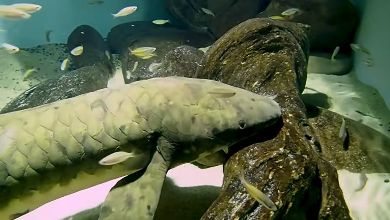 Meet Methuselah: The World’s Oldest Aquarium Fish – Your Aquarium