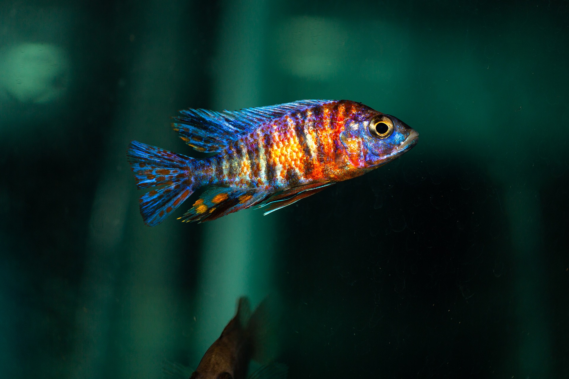 About Your Aquarium – Your Aquarium