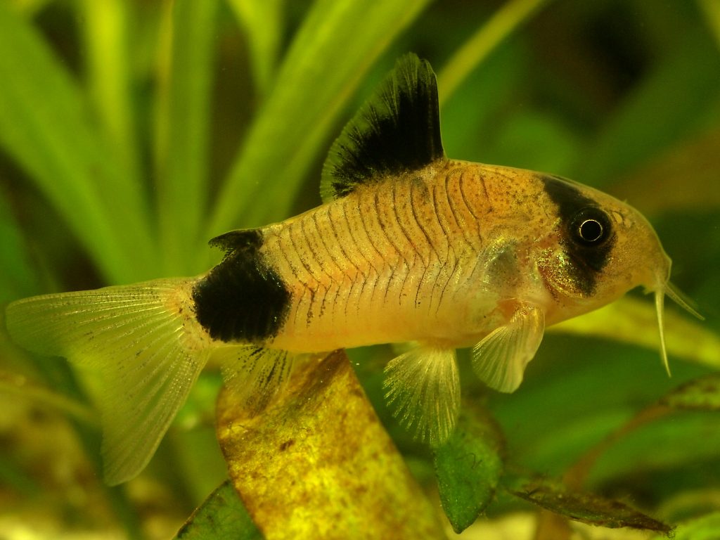Fish Profile: Panda Cory (Corydoras panda) – Your Aquarium