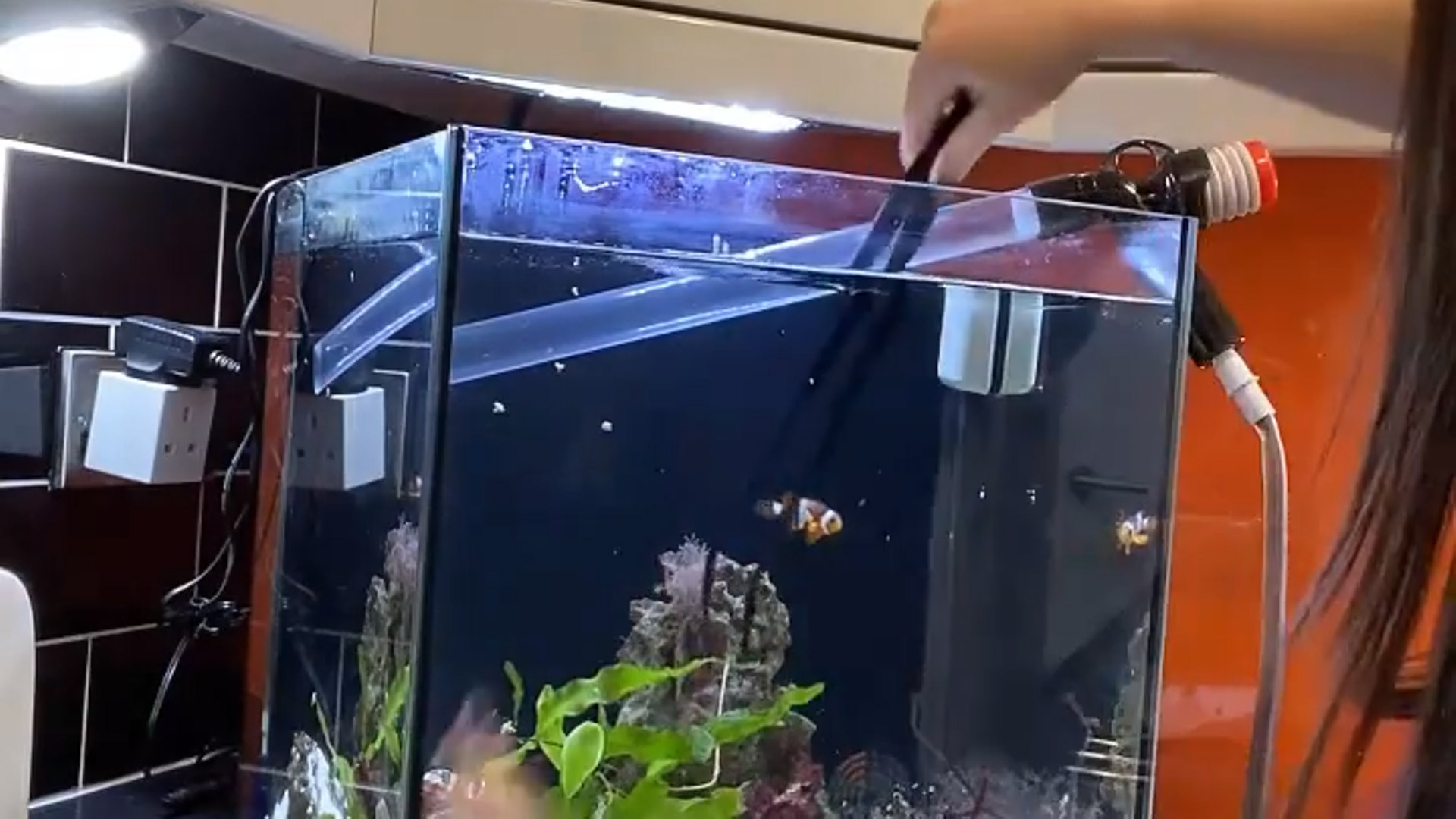 Flying Nemo: TikToker’s Clownfish Has a Movie Moment – Your Aquarium
