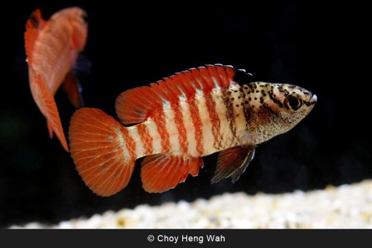 51 Best Temperate Aquarium Fish – Your Aquarium