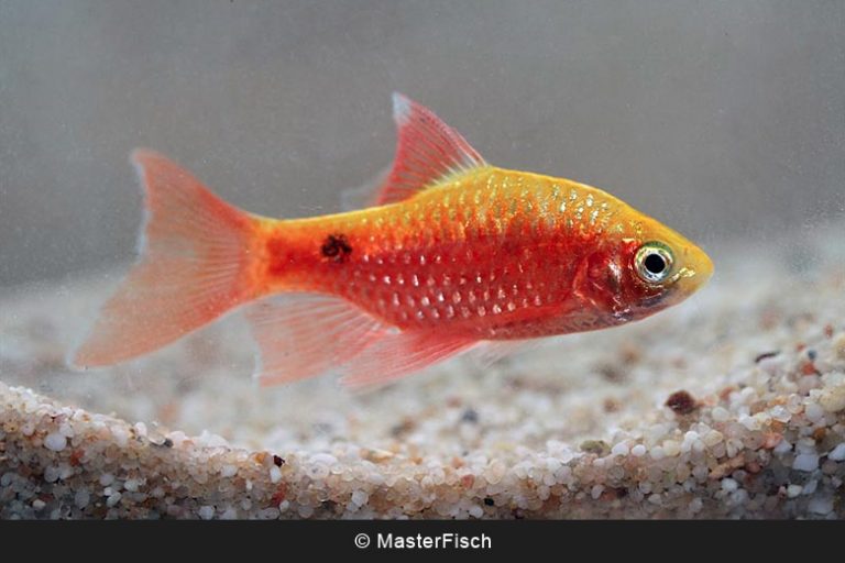 51 Best Temperate Aquarium Fish – Your Aquarium