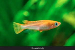 51 Best Temperate Aquarium Fish – Your Aquarium