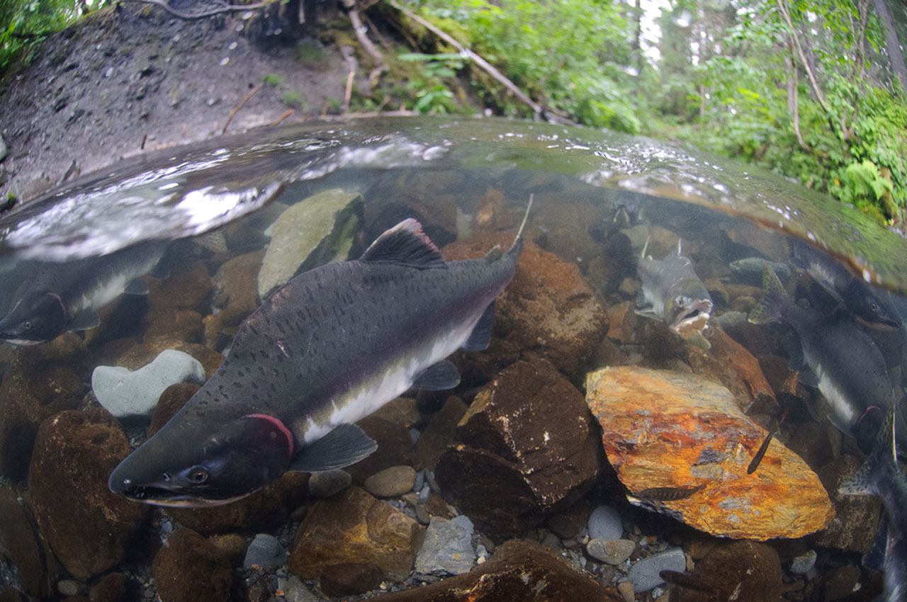 AI Set to Safeguard UK Rivers Against Invasive Fish Species – Your Aquarium
