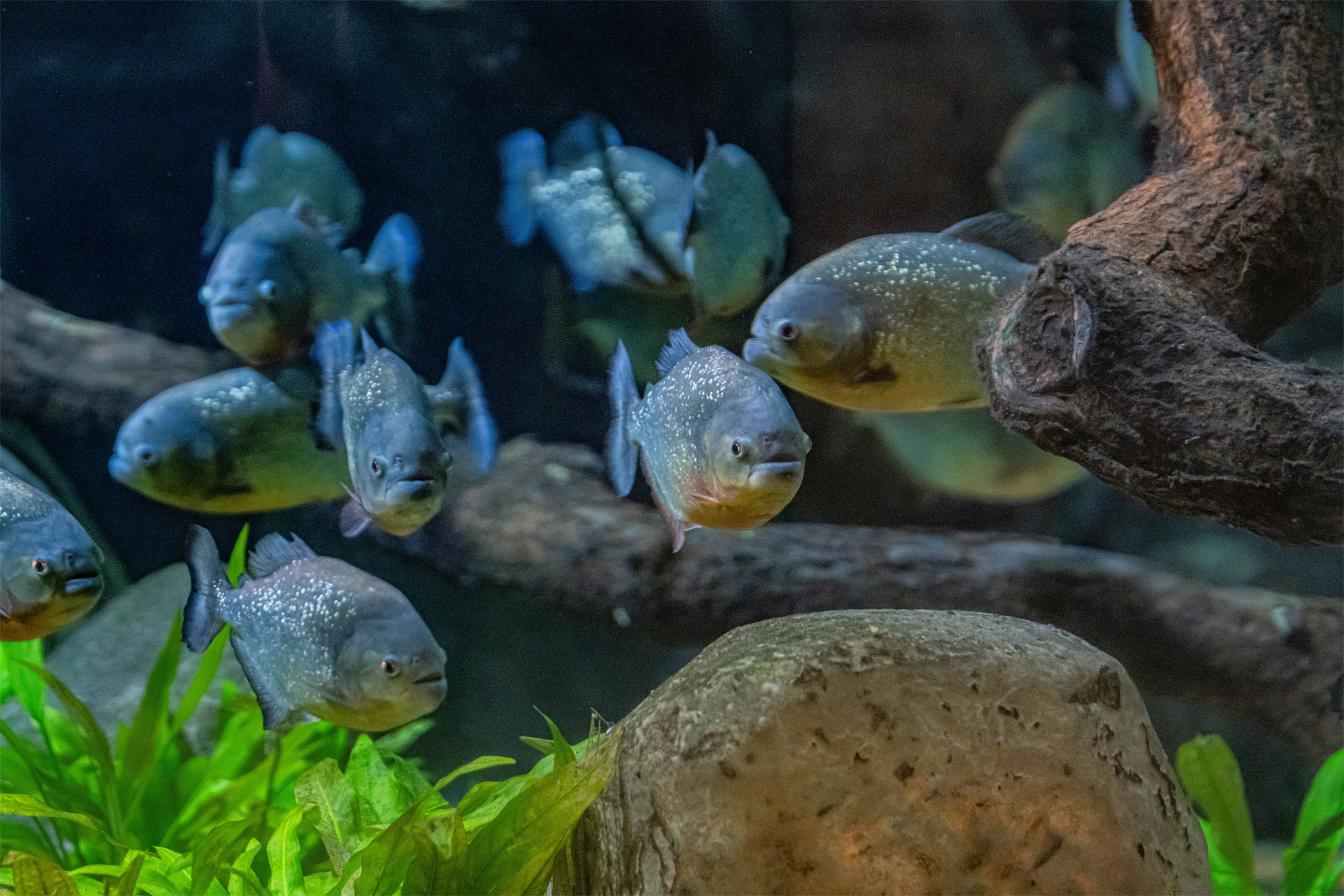 Red-Bellied Piranhas Return to Chester Zoo – Your Aquarium