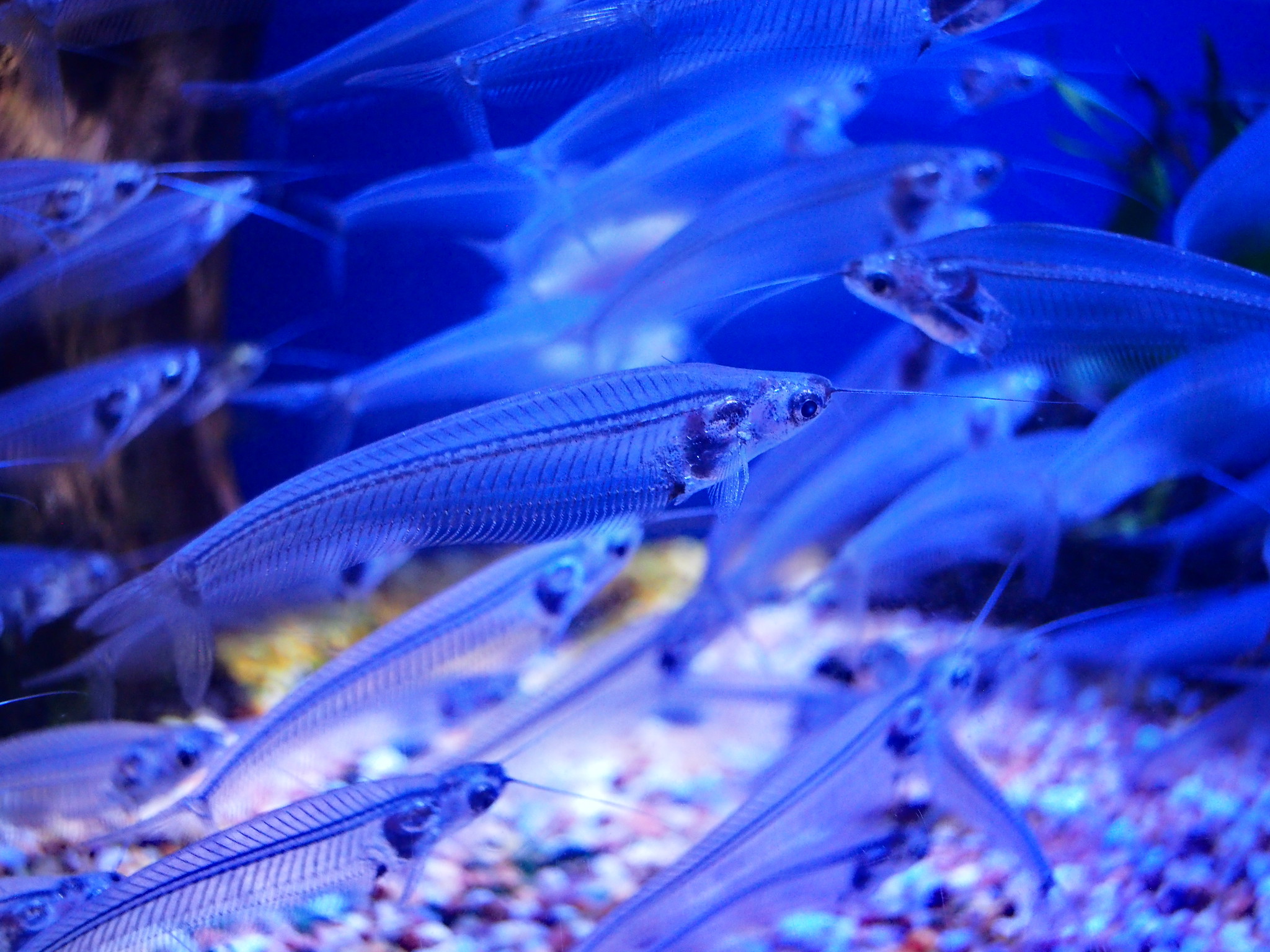 Five Nocturnal Fish Species You Should Keep in Your Aquarium – Your ...