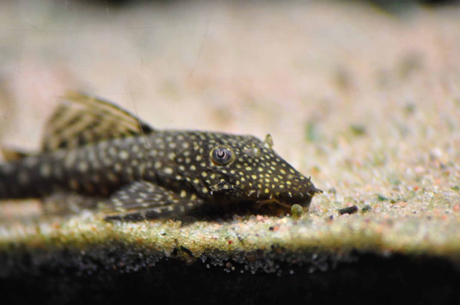 Five Nocturnal Fish Species You Should Keep in Your Aquarium – Your ...