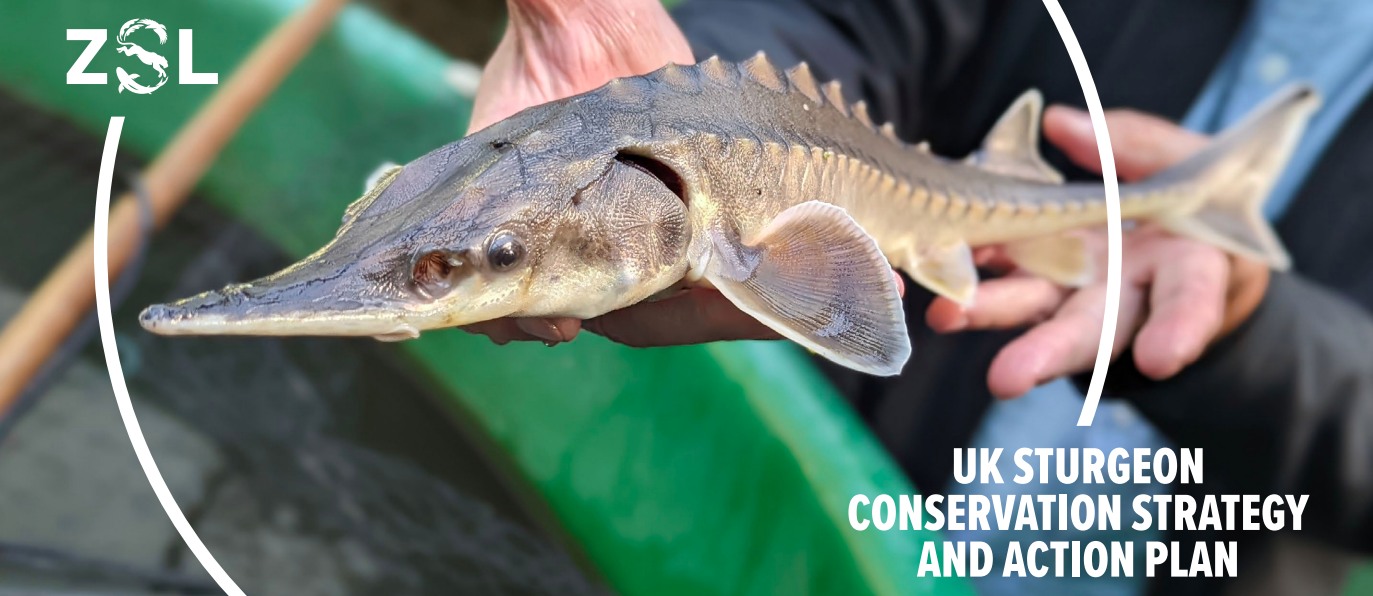 Exploring ZSL’s Ongoing Conservation Plans for UK Sturgeon – Your Aquarium